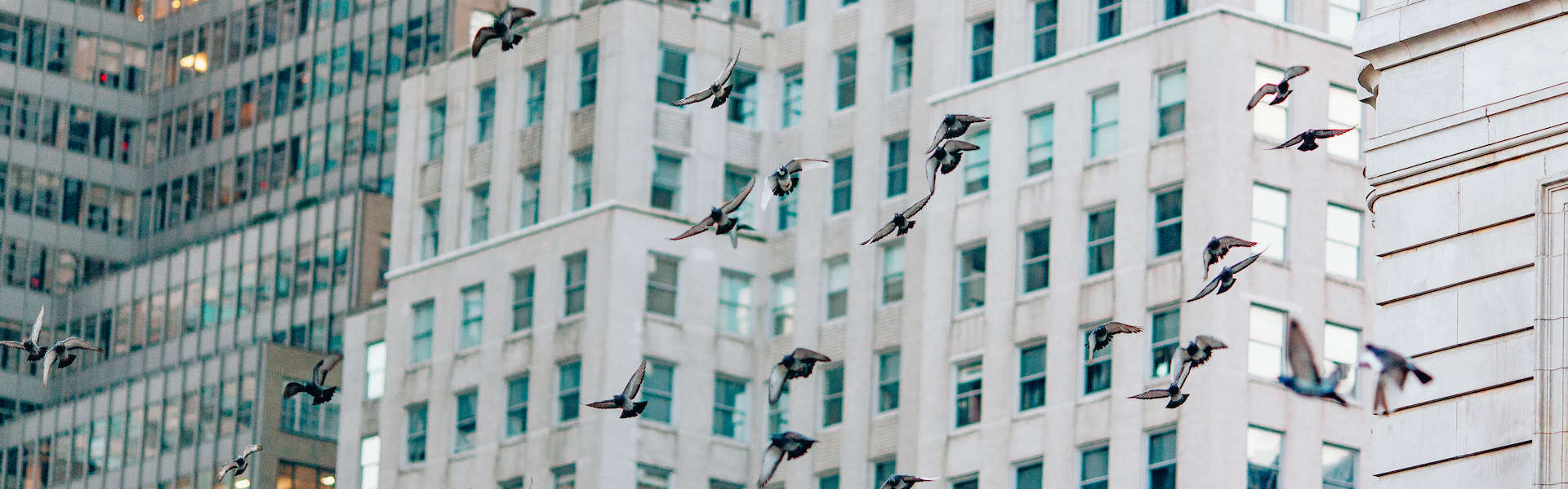 CWS History of Working with Bird Safety Window Films
